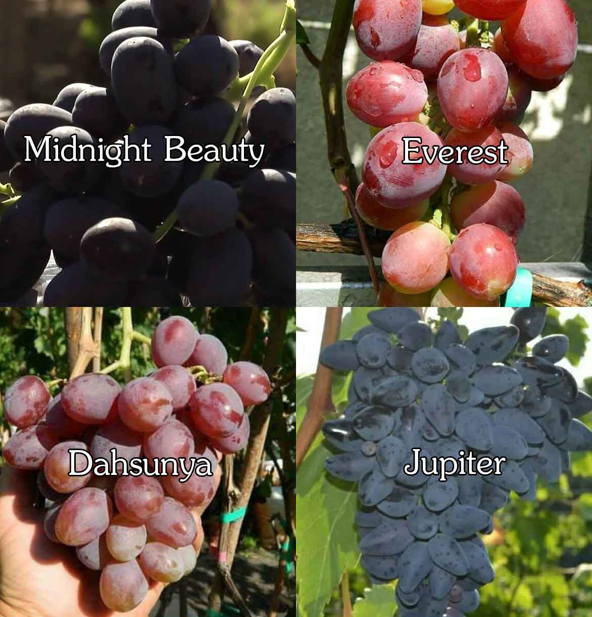 Jual Bibit Anggur Import - Pohon Rindang