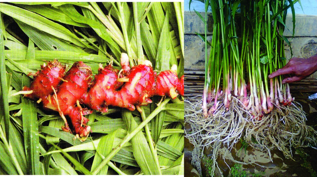 Jual Bibit Jahe Merah - Pohon Rindang