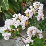 Pohon Bungur - Tanaman Berbunga Mungil Yang Menawan - Pohon Rindang